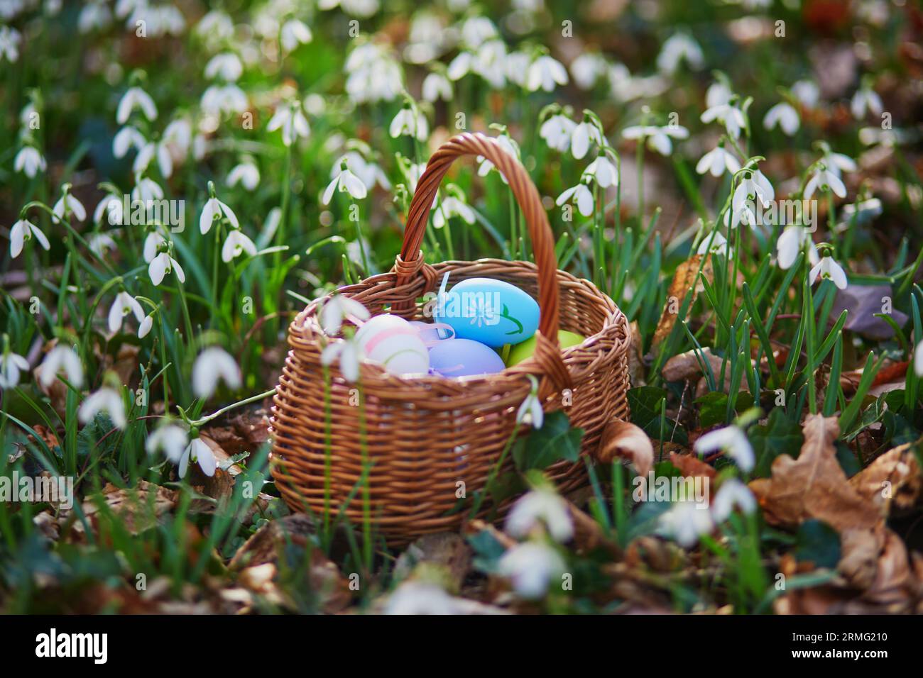 Colorful Easter eggs hidden in grass with beautiful snowdrop flowers ...