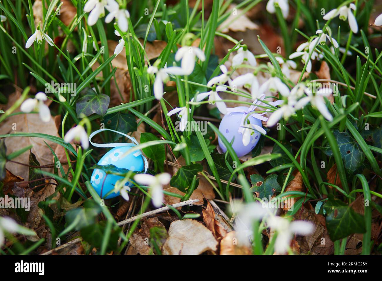 Colorful Easter eggs hidden in grass with beautiful snowdrop flowers ...
