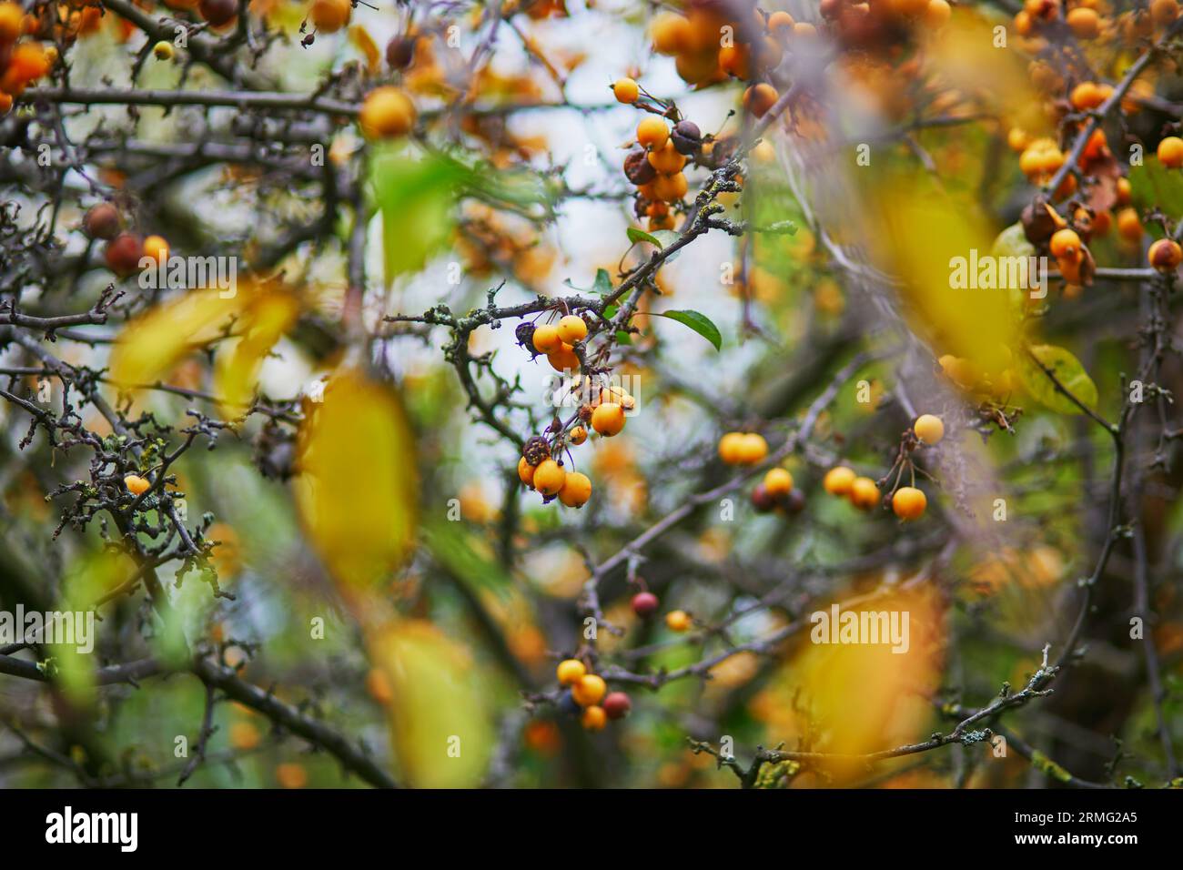 Miniature crabapple tree hi-res stock photography and images - Alamy