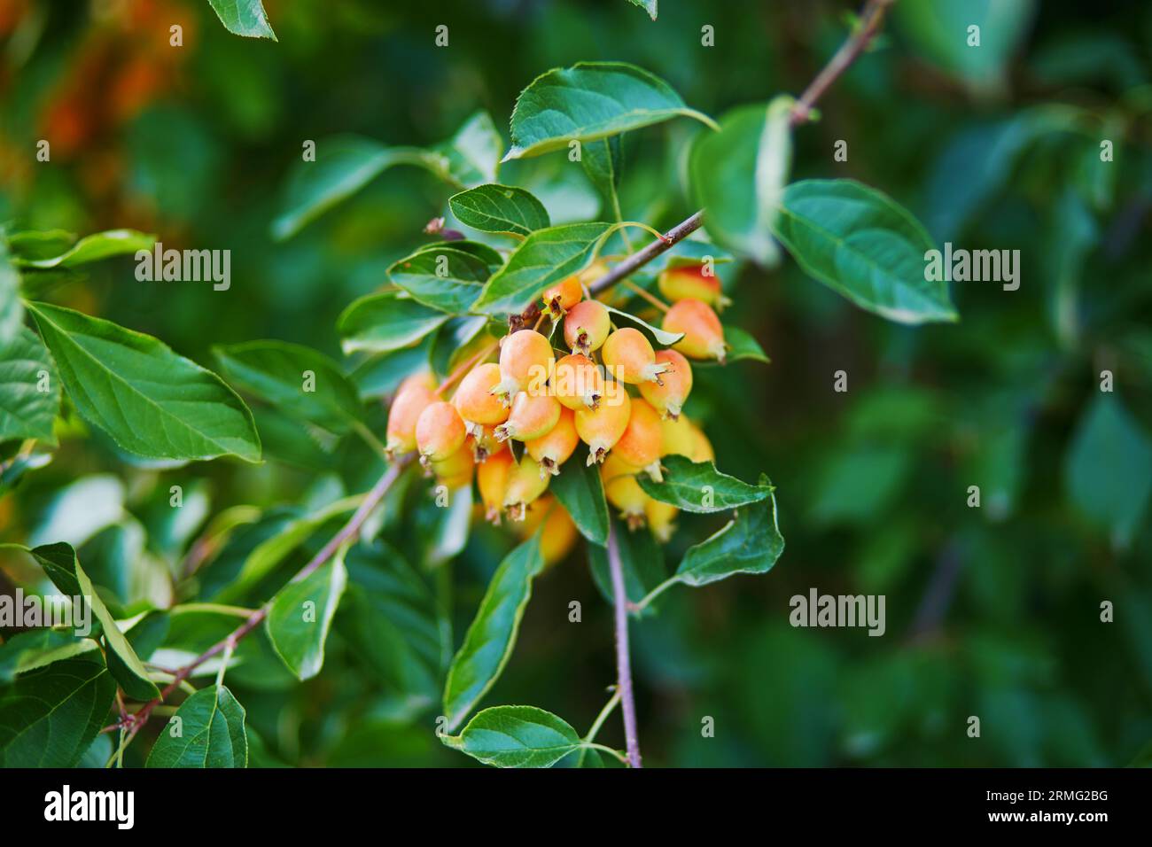 Orange ripe apples on a branch of crabapple tree also known as plum ...