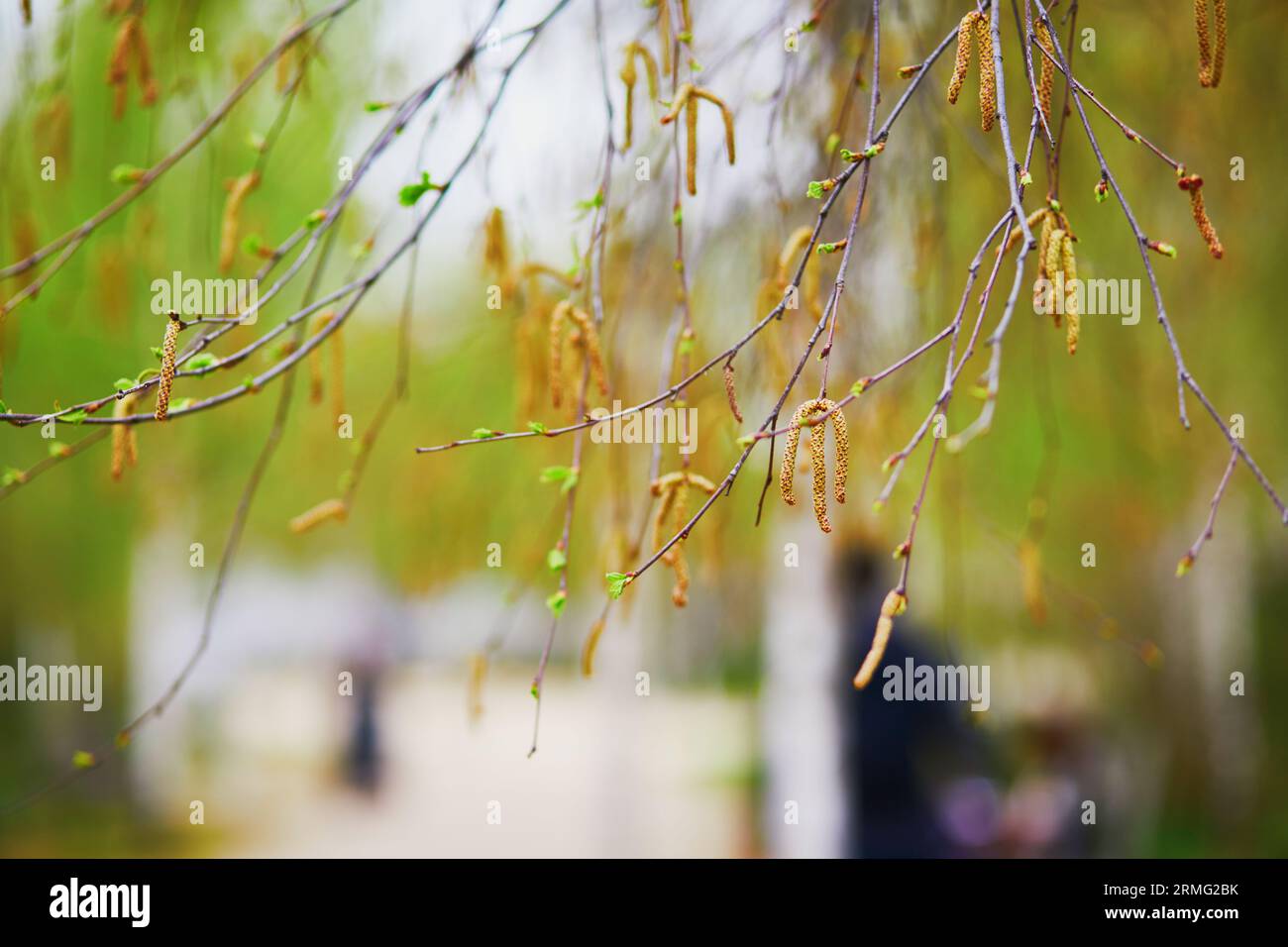 Tree branch with green catkins on it on a spring day Stock Photo - Alamy