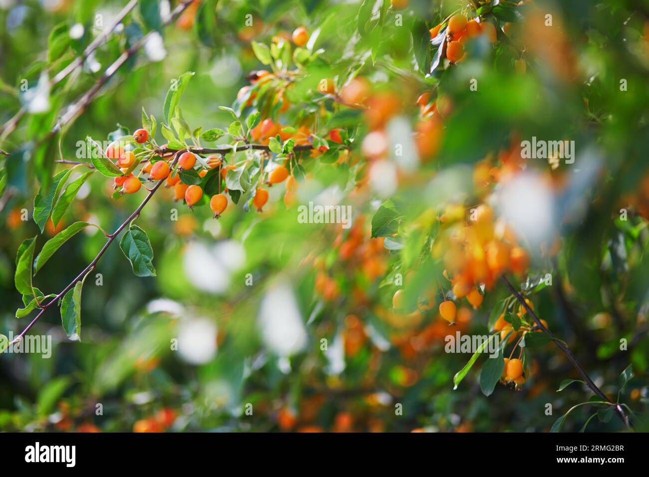 Orange ripe apples on a branch of crabapple tree also known as plum ...