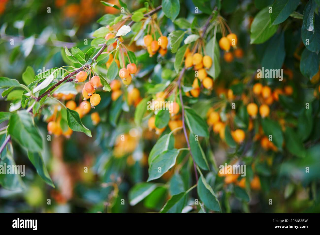 Orange ripe apples on a branch of crabapple tree also known as plum ...