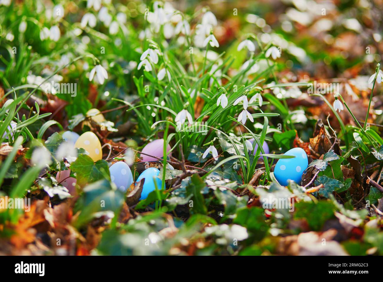 Colorful Easter eggs hidden in grass with beautiful snowdrop flowers ...