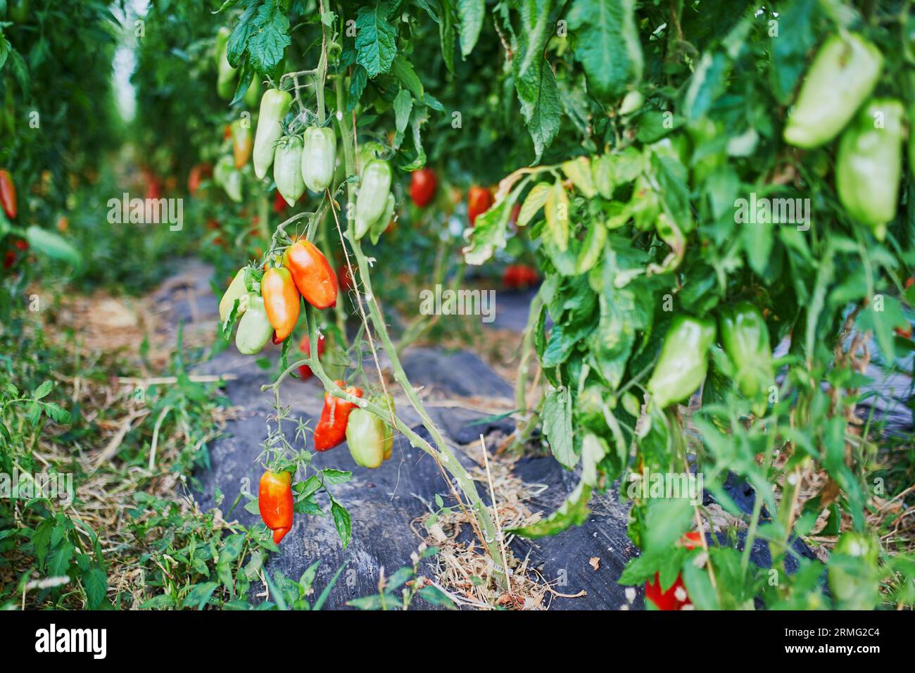 Ripe tomatoes ready to pick in a greenhouse Stock Photo - Alamy