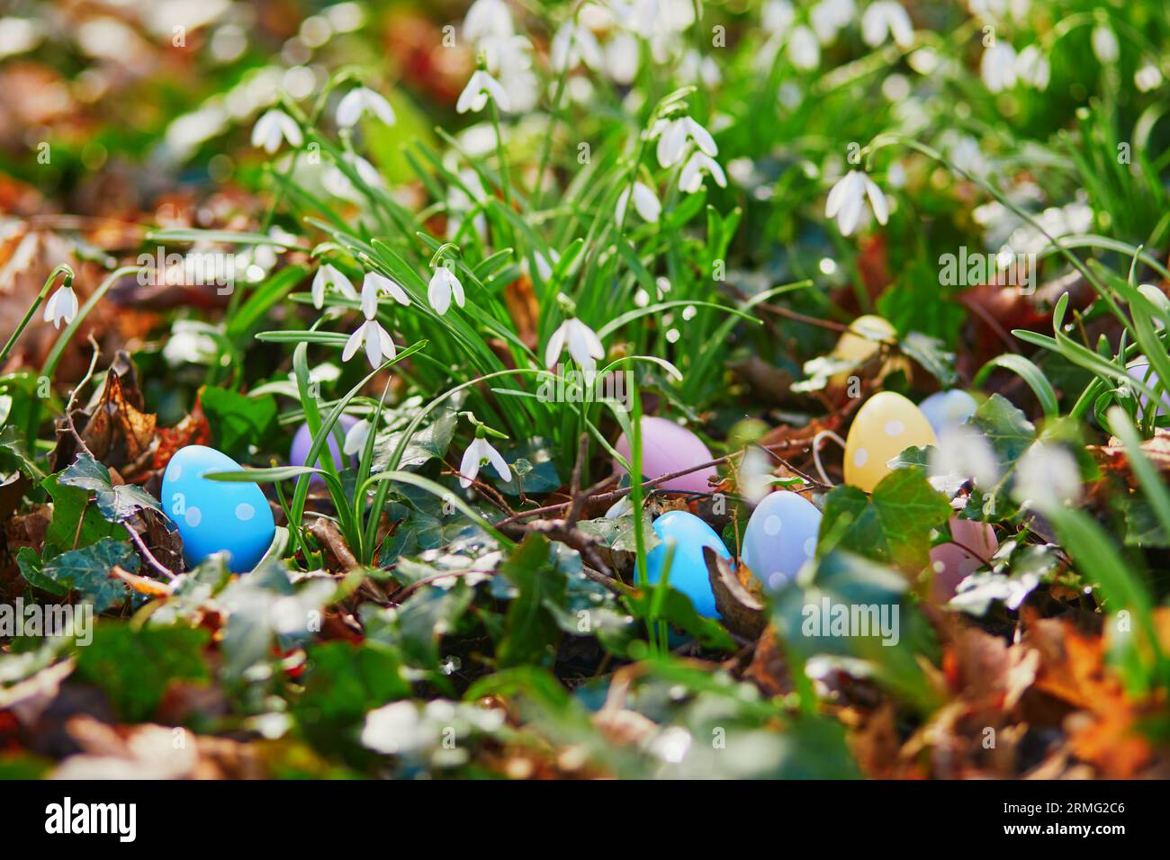 Colorful Easter eggs hidden in grass with beautiful snowdrop flowers ...