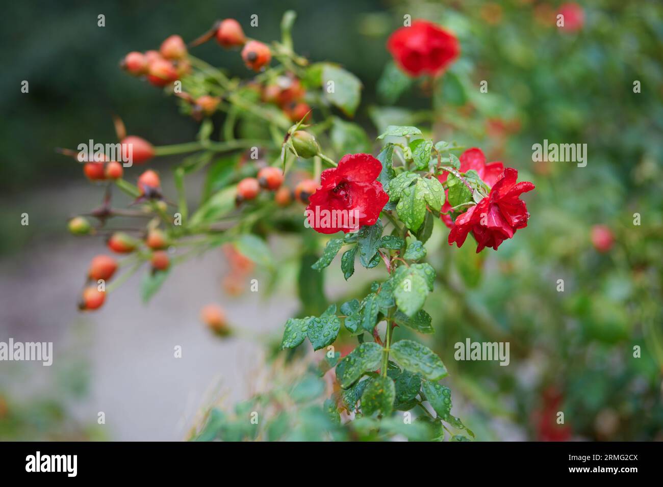 Beautiful white flowers rosehip bushes hi-res stock photography and ...