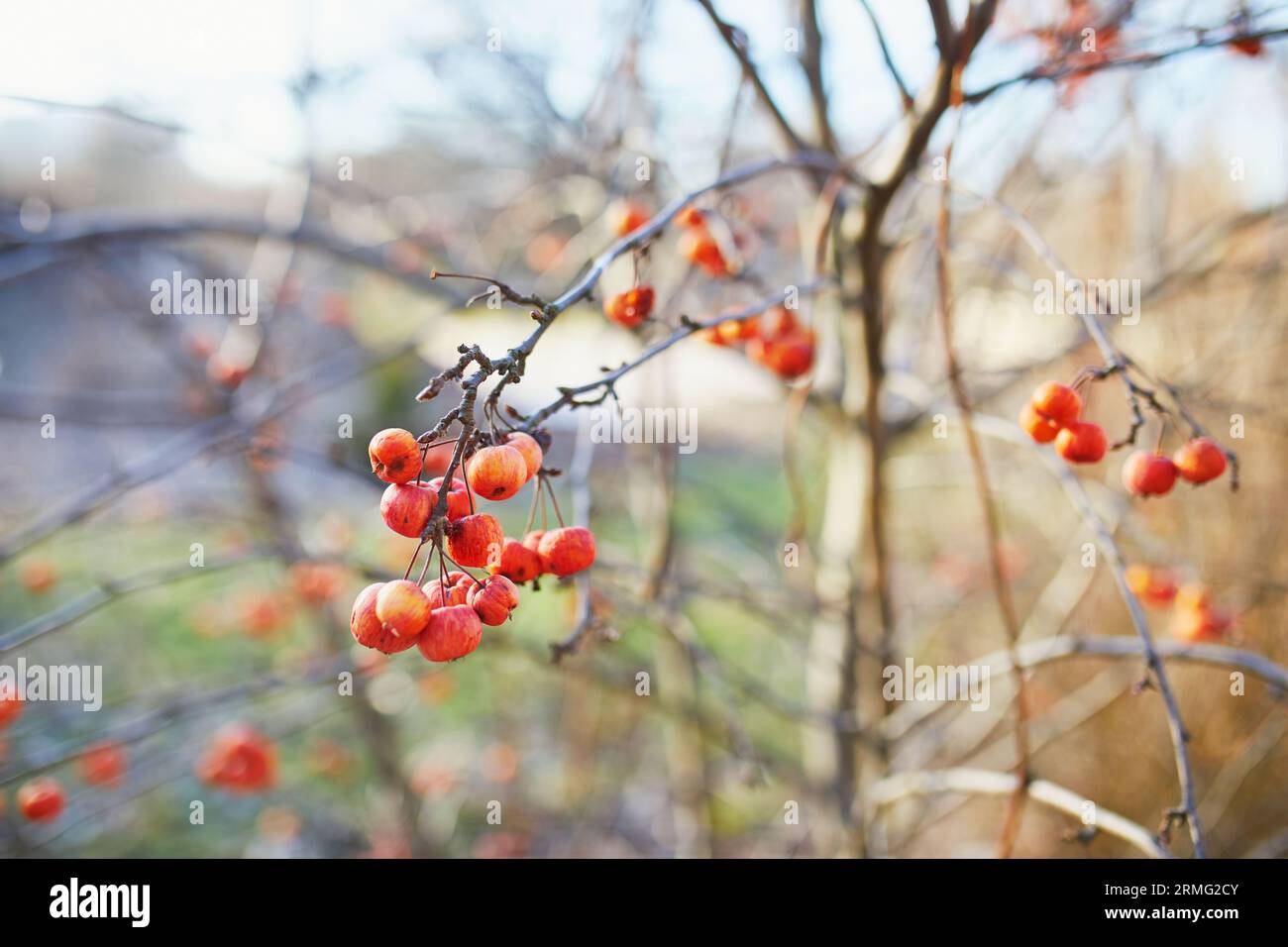 Red ripe apples on a branch of crabapple tree also known as plum-leaved ...