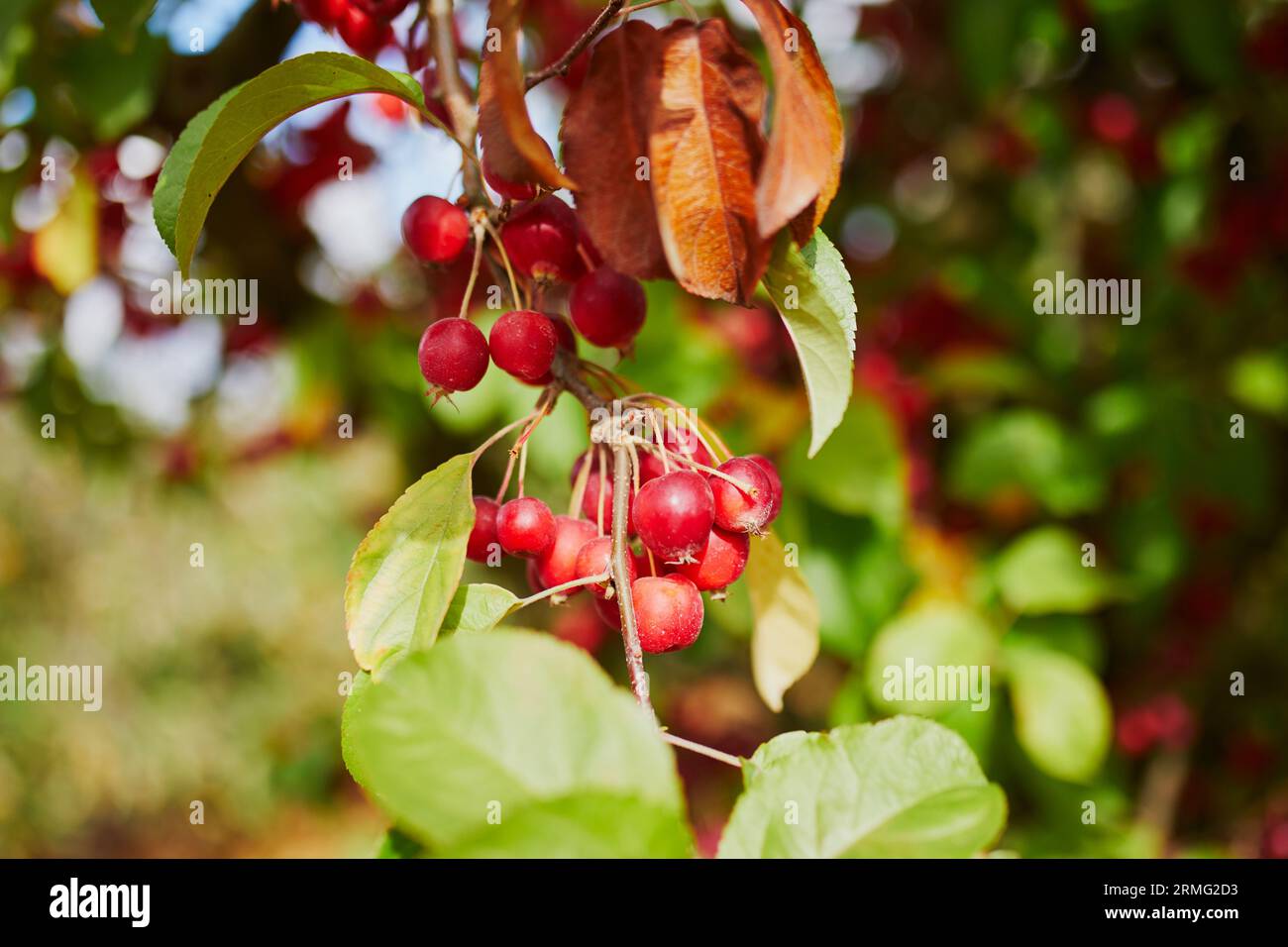 Red ripe apples on a branch of crabapple tree also known as plum-leaved ...