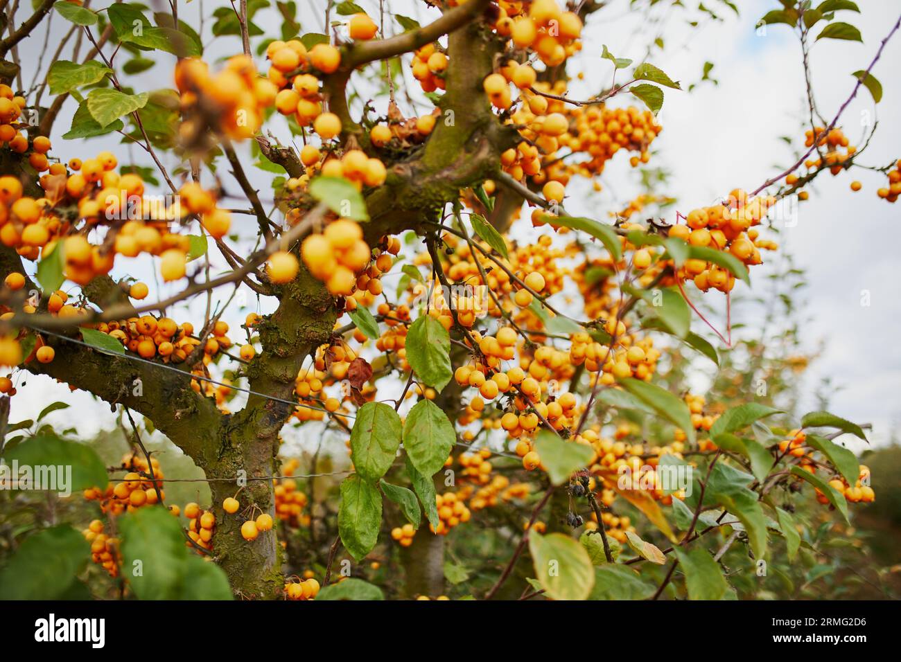 Red ripe apples on a branch of crabapple tree also known as plum-leaved ...