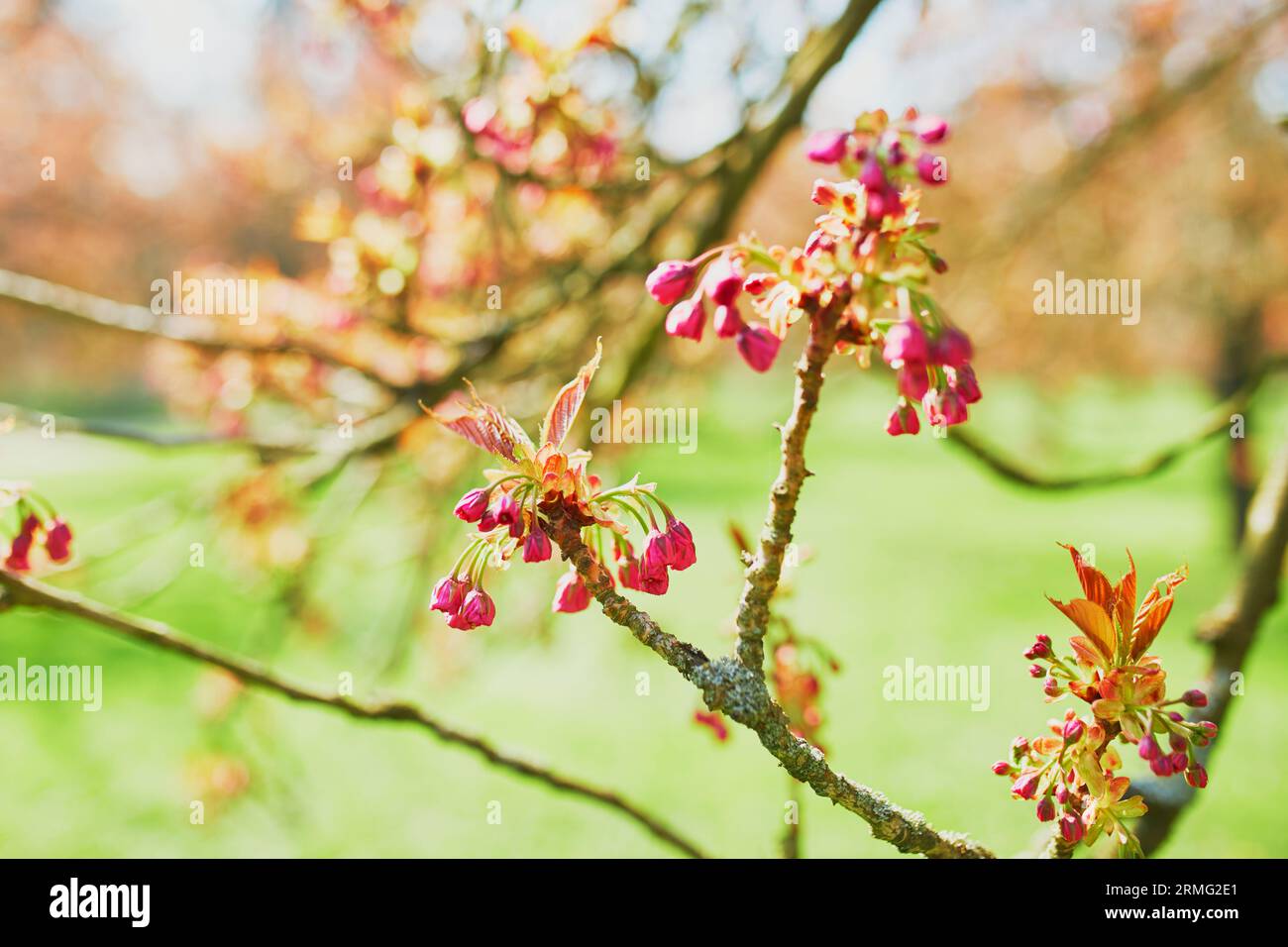Branch of a cherry tree with pink flowers starting to bloom. Cherry ...