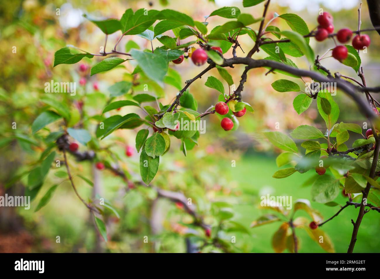 Red ripe apples on a branch of crabapple tree also known as plum-leaved ...