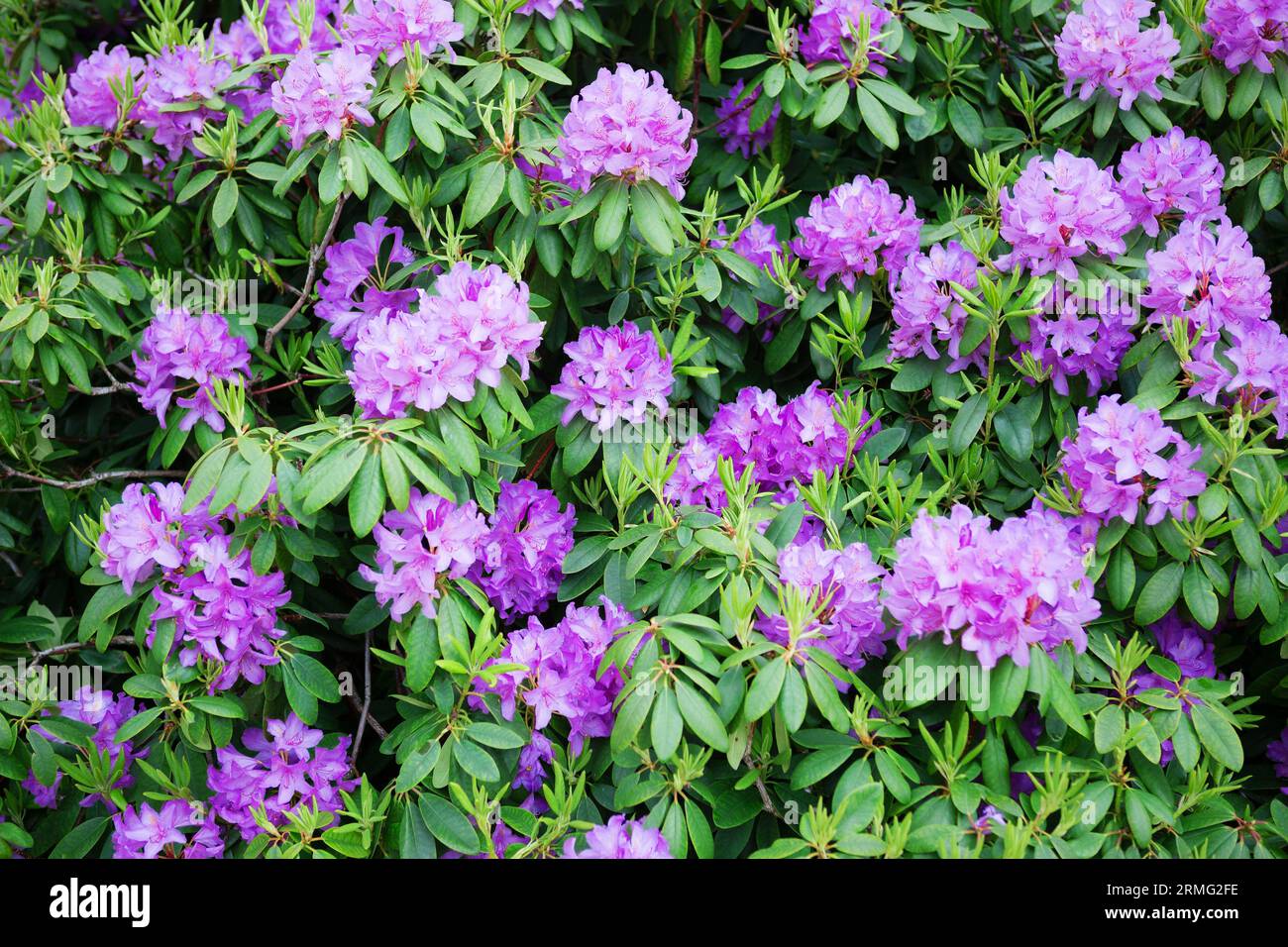 Beautiful azalea hi-res stock photography and images - Alamy