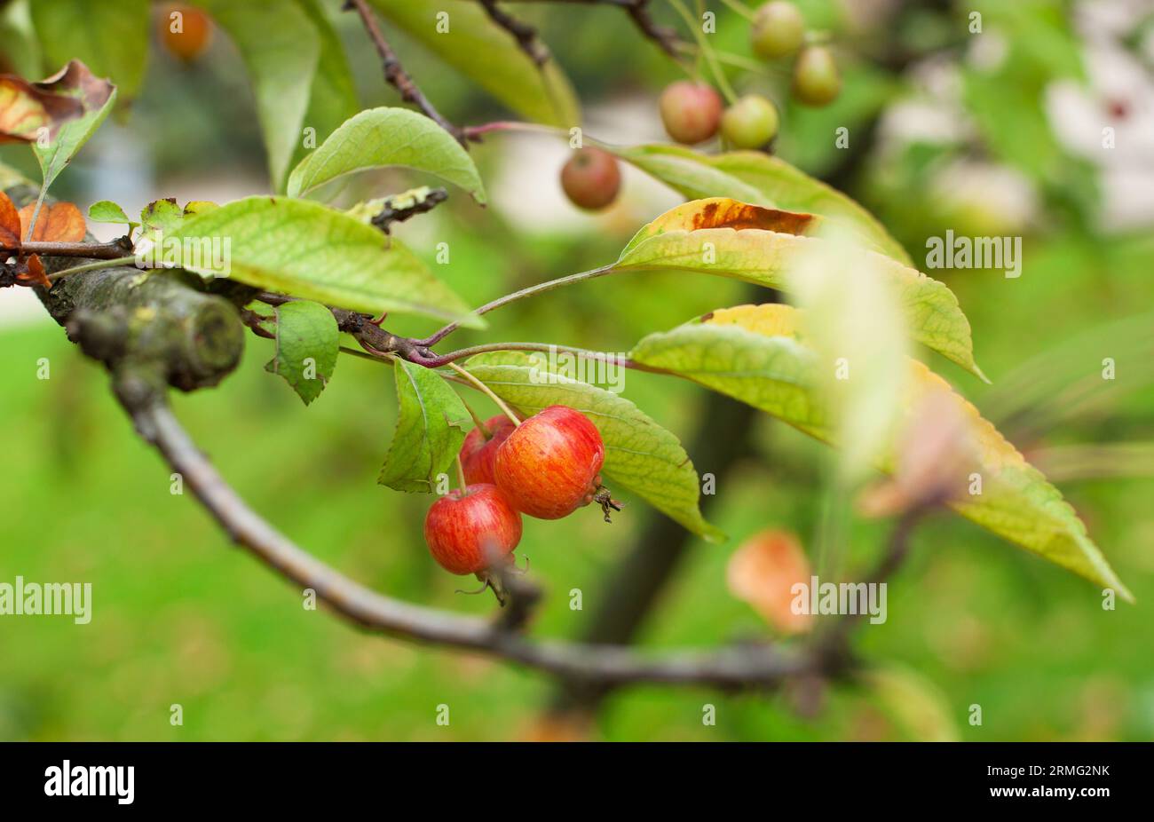 Miniature crabapple tree hi-res stock photography and images - Alamy