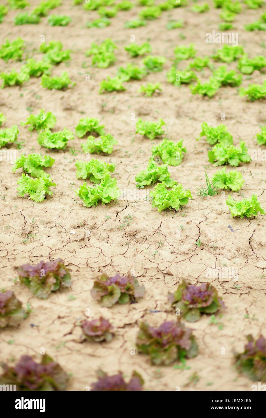 Lattuce hi-res stock photography and images - Alamy