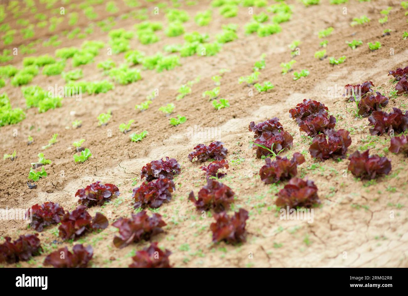 Beds of fresh lattuce Stock Photo - Alamy
