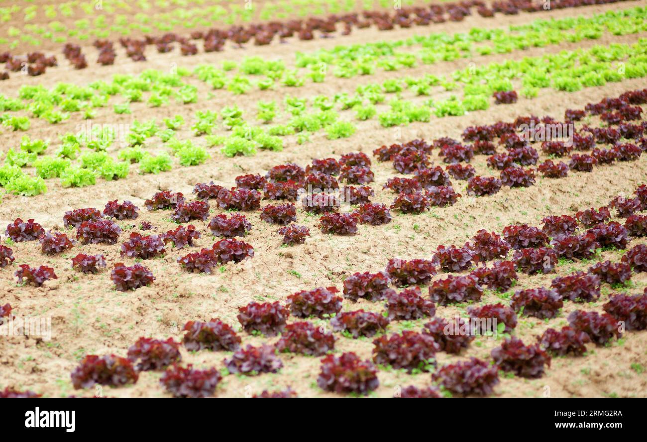 Lattuce hi-res stock photography and images - Alamy