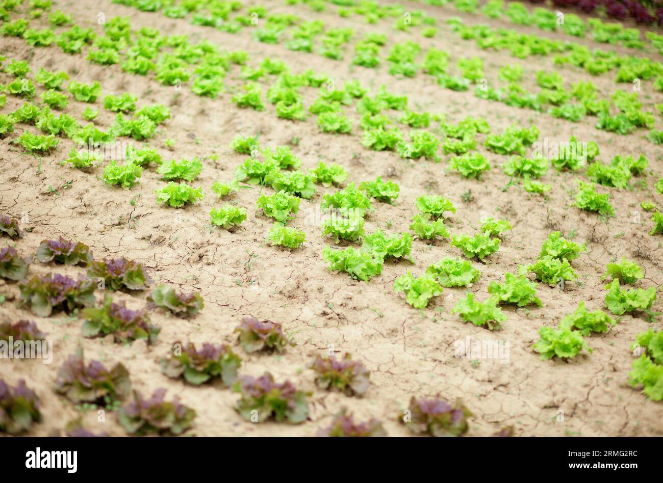 Lattuce vegetables hi-res stock photography and images - Alamy