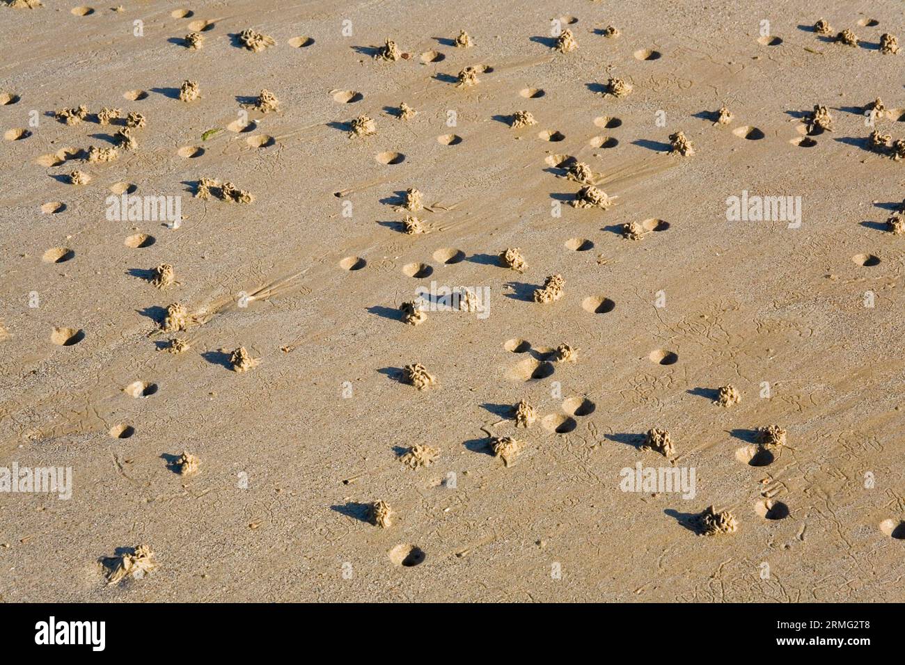 Low tide. Lugworm (arenicola marina) casts on a beach Stock Photo - Alamy