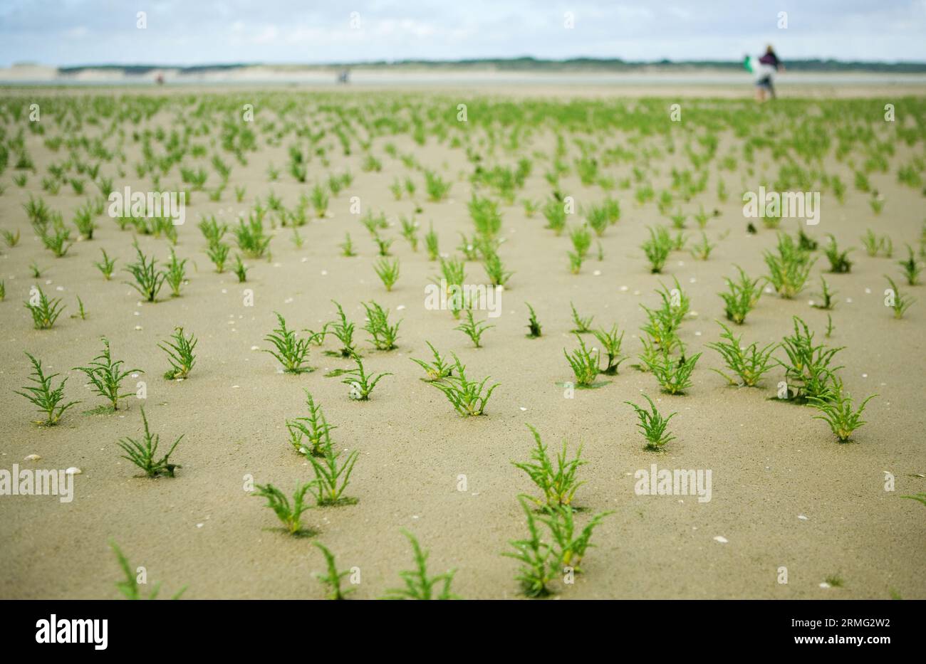 Saltwort plants hi-res stock photography and images - Alamy