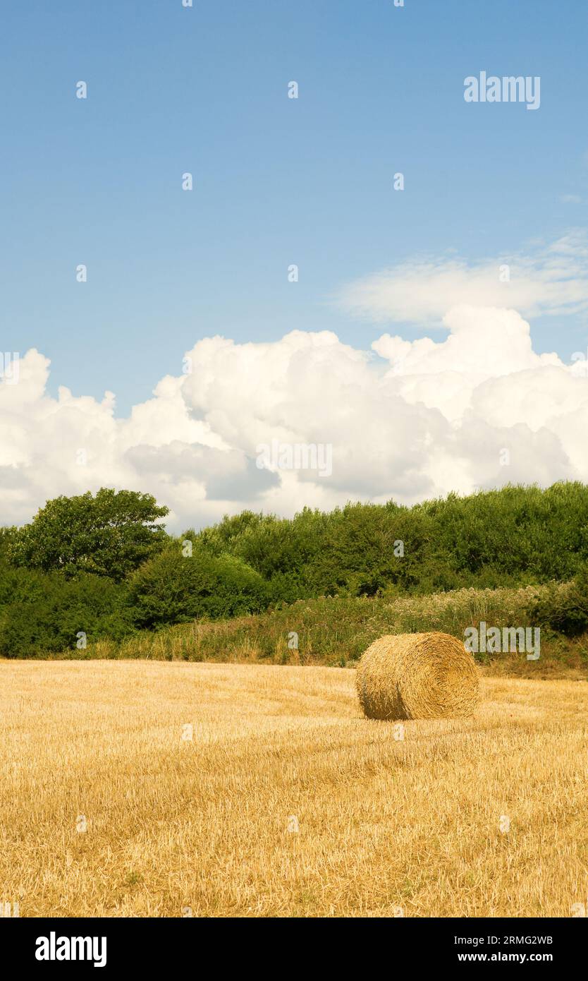 Golden hay bale in the countryside Stock Photo - Alamy