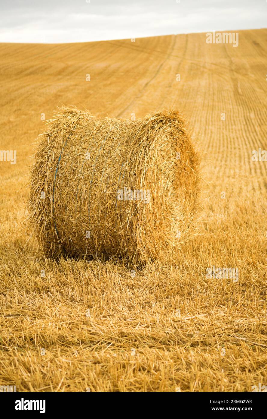 Golden hay bale in hi-res stock photography and images - Alamy