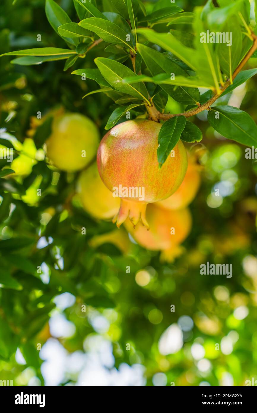 Pomegranate hanging on tree branch Stock Photo - Alamy
