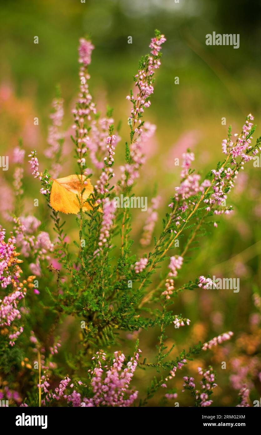 Heather in the forest hi-res stock photography and images - Alamy