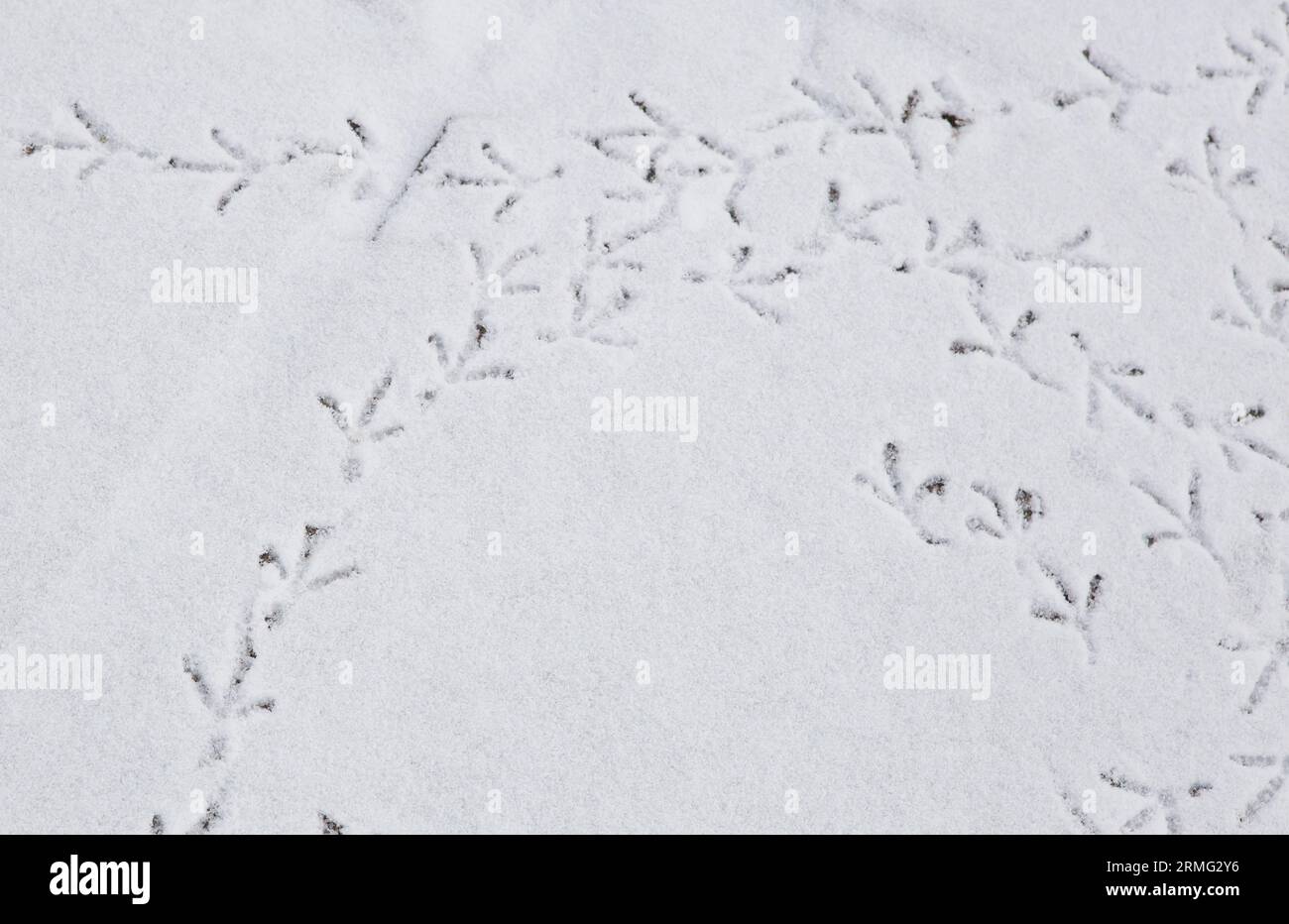 Line of bird footprints hi-res stock photography and images - Alamy