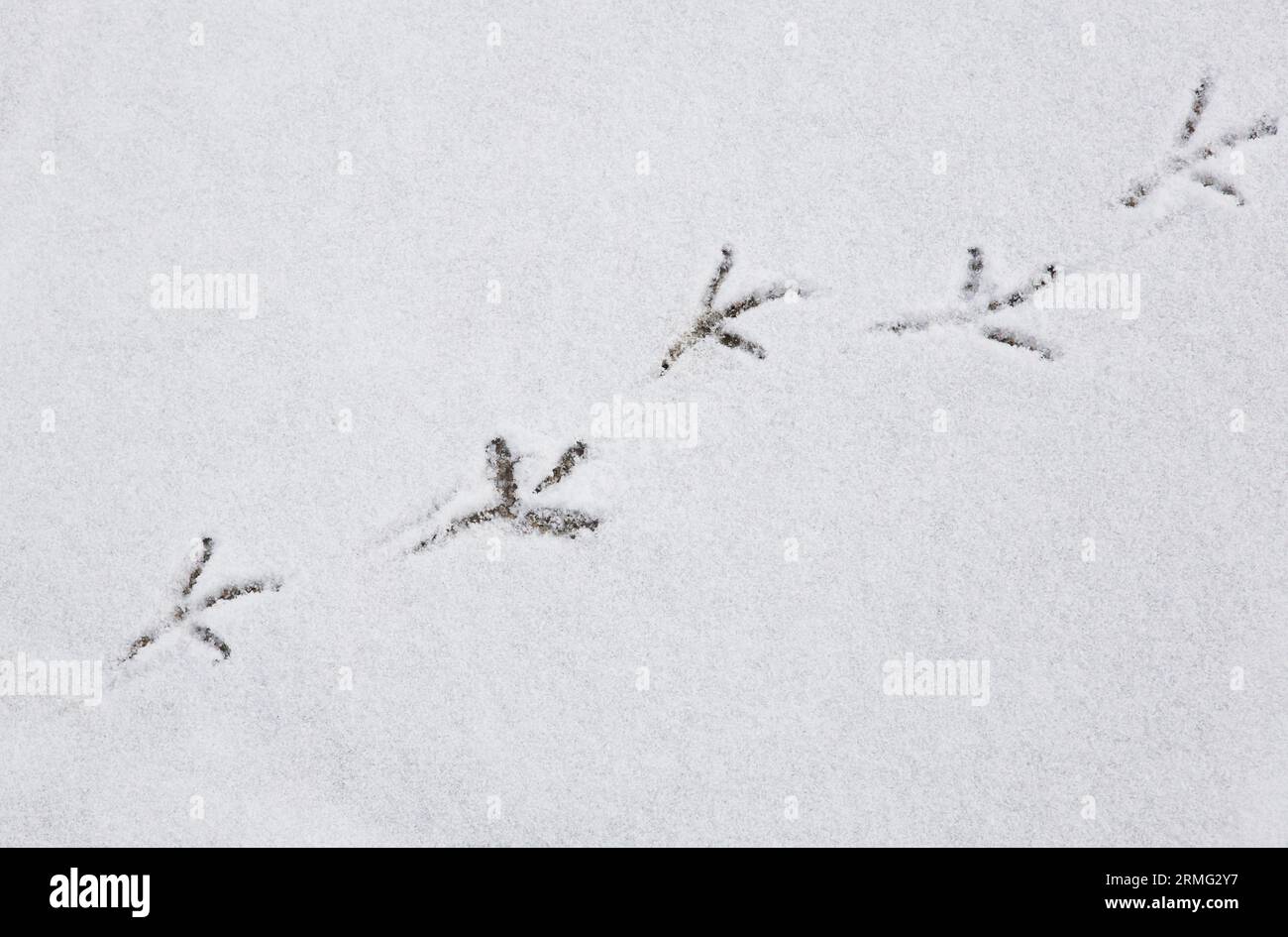 Pigeon footprints hi-res stock photography and images - Alamy