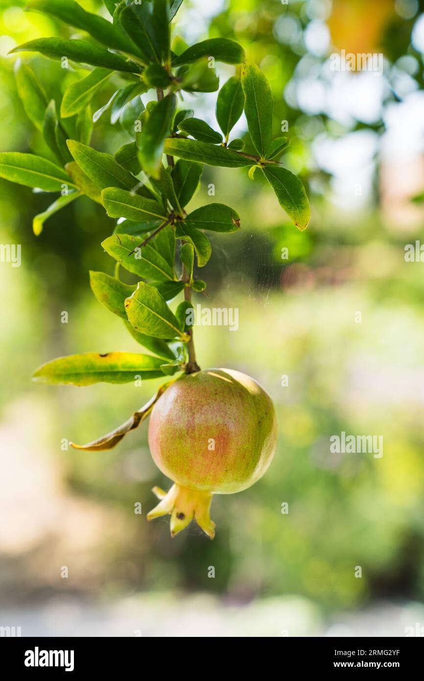 Pomegranate hanging on tree branch Stock Photo - Alamy