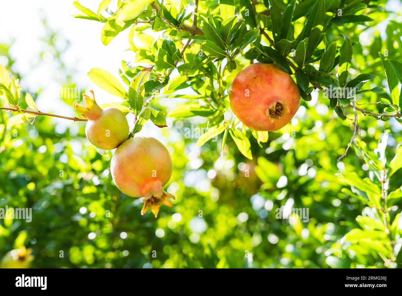 Pomegranate hanging on tree hi-res stock photography and images - Alamy