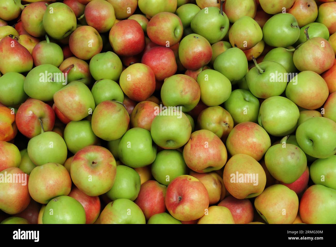 organically grown apples Stock Photo - Alamy