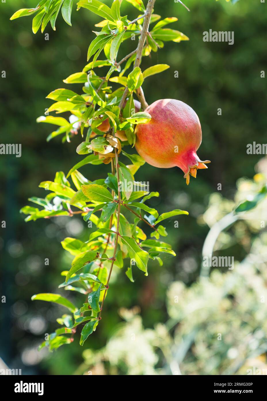 Pomegranate hanging on tree branch Stock Photo - Alamy