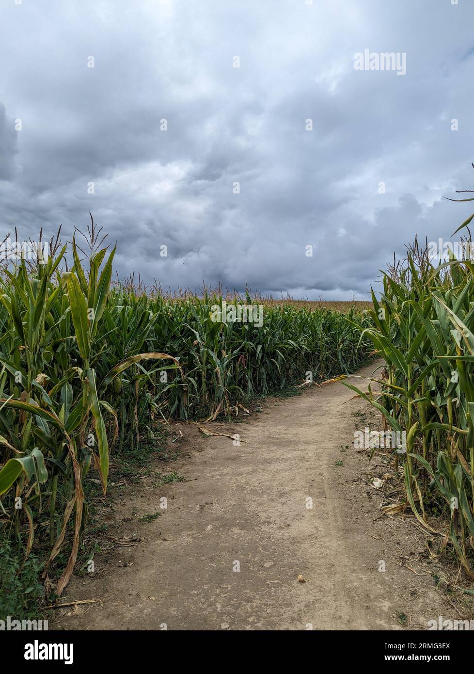A rural dirt path winding its way through an expansive cornfield, with ...