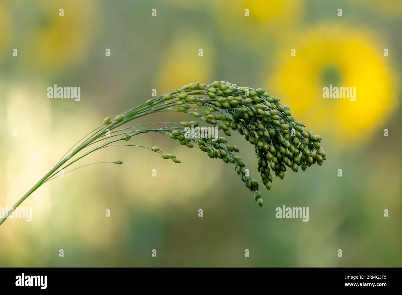 Growing proso millet in agriculture hi-res stock photography and images ...