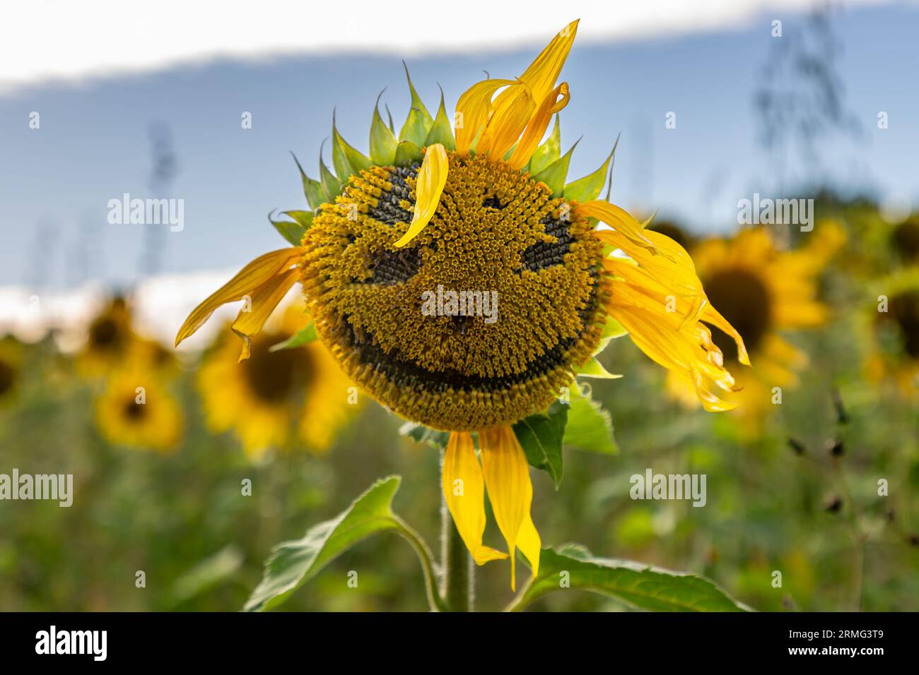 Crops with faces hi-res stock photography and images - Alamy