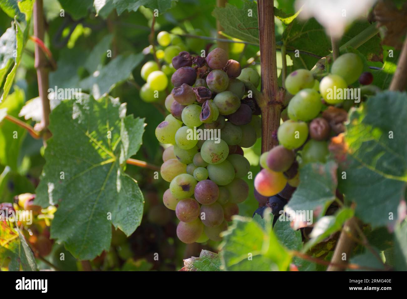 The famous vineyards of the small countryside village 'Glanes', in the ...