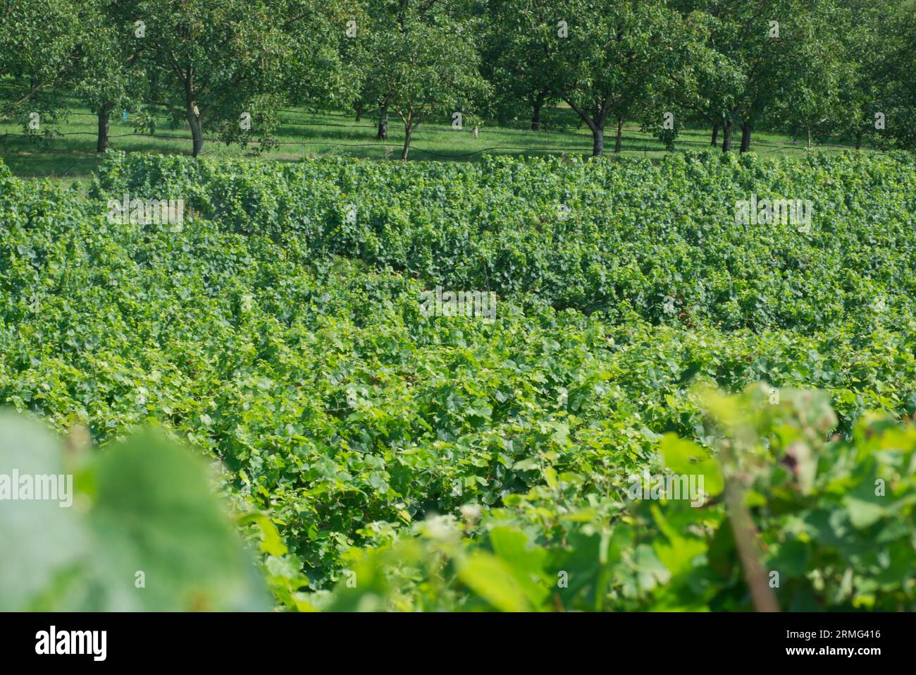 The famous vineyards of the small countryside village 'Glanes', in the ...