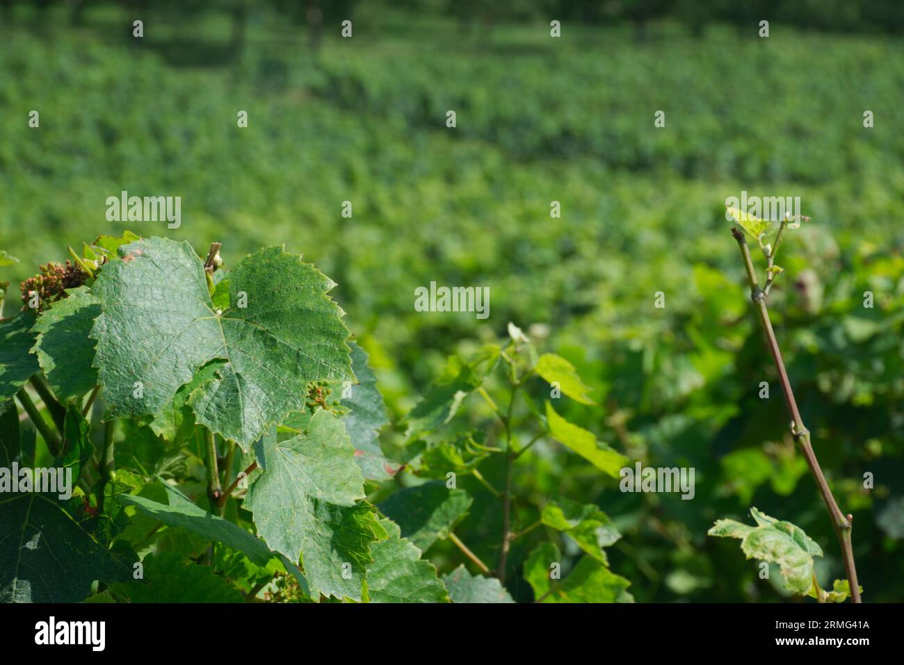 The famous vineyards of the small countryside village 'Glanes', in the ...