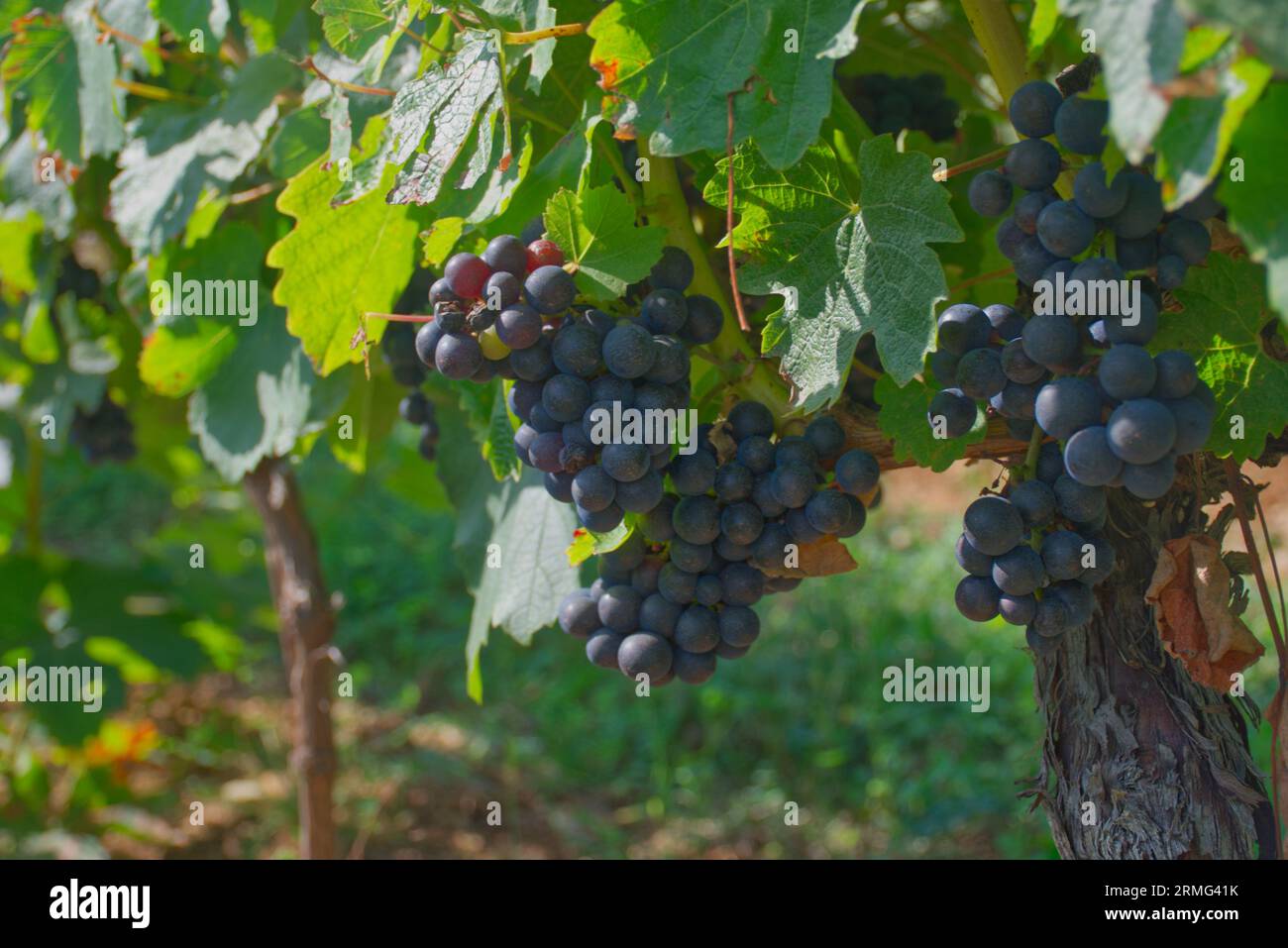 The famous vineyards of the small countryside village 'Glanes', in the ...