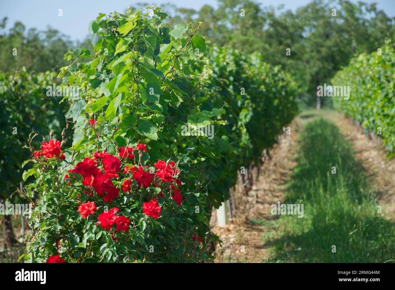 The famous vineyards of the small countryside village 'Glanes', in the ...