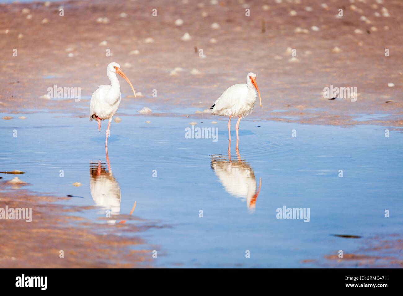 Two American white ibis are wading on a beach in Fort DeSoto County ...
