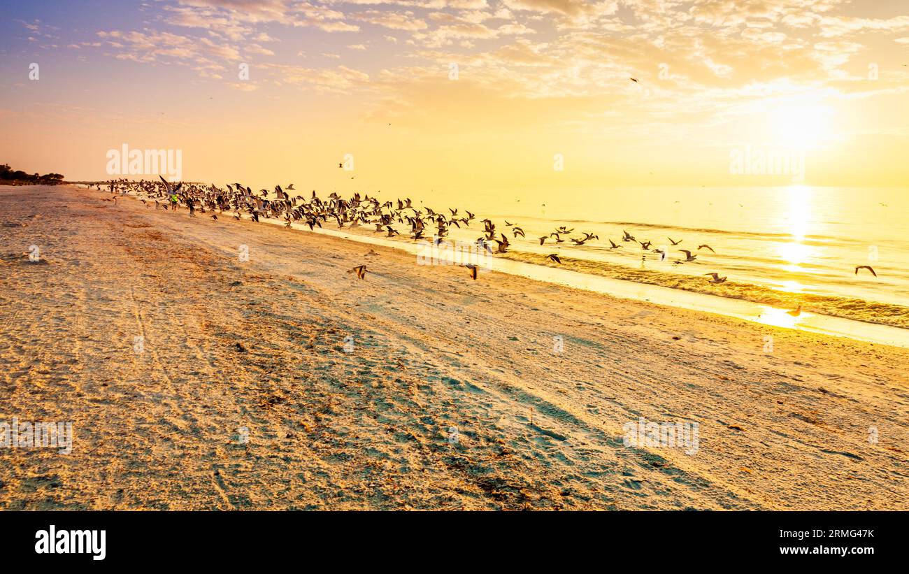 A flock of seagulls flying over a beach on the Gulf coast of Florida ...