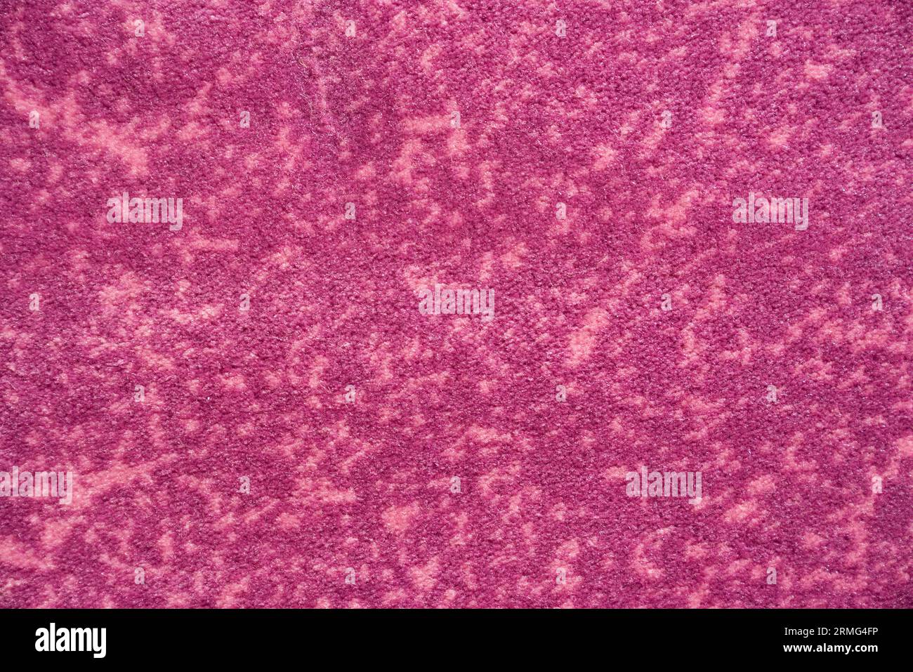 Soft, short pile magenta plush terry carpet, textured fabric macro ...
