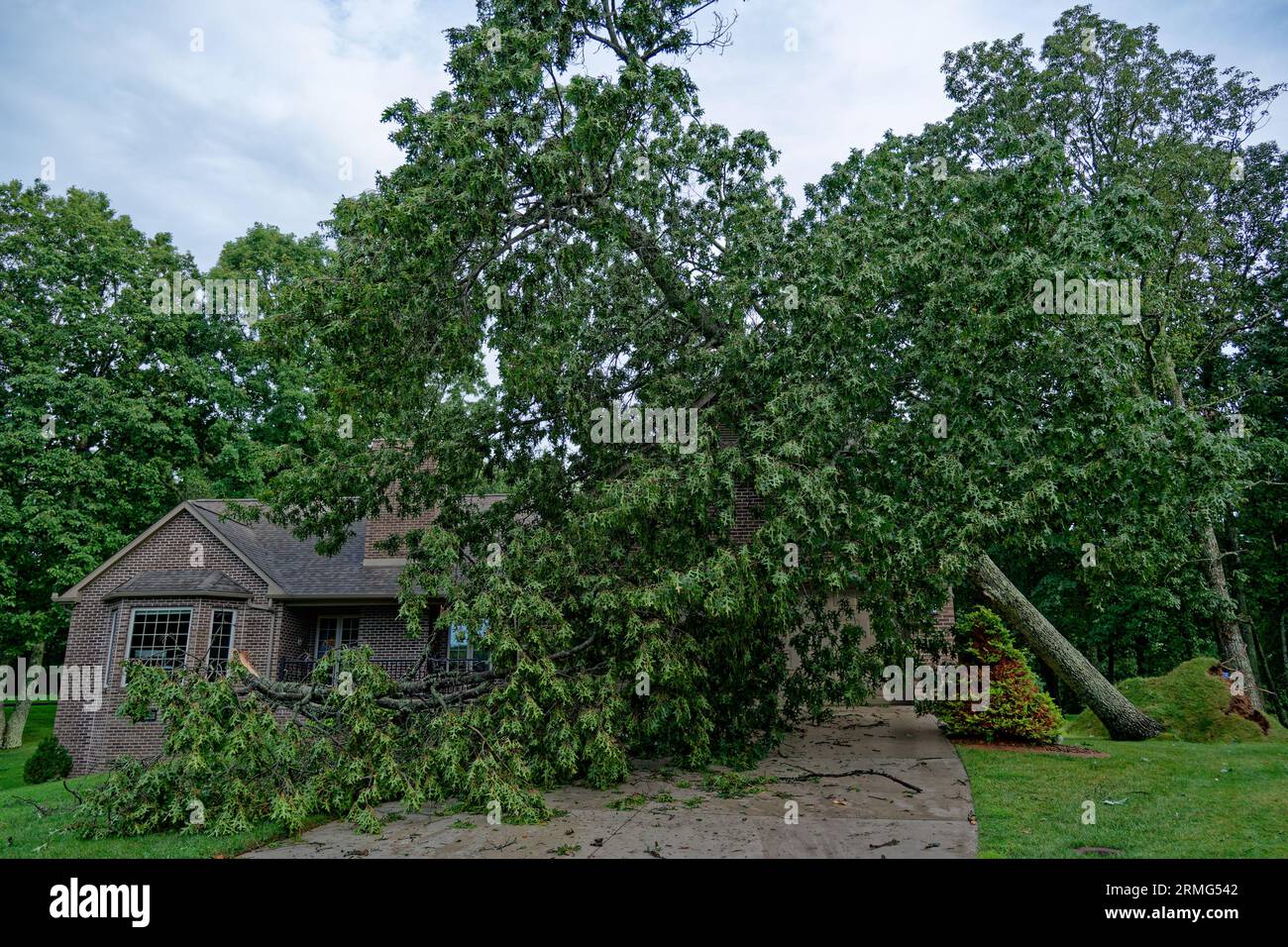 Solid full grown red oak tree fallen on a house during a storm that ...
