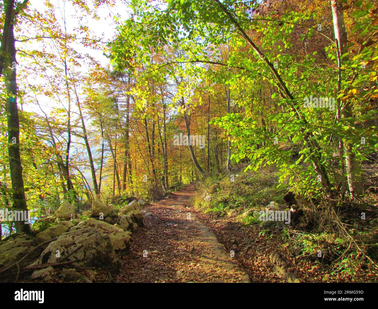 Walkin path next to Bohinj lake in red and yellow autumn foliage in ...