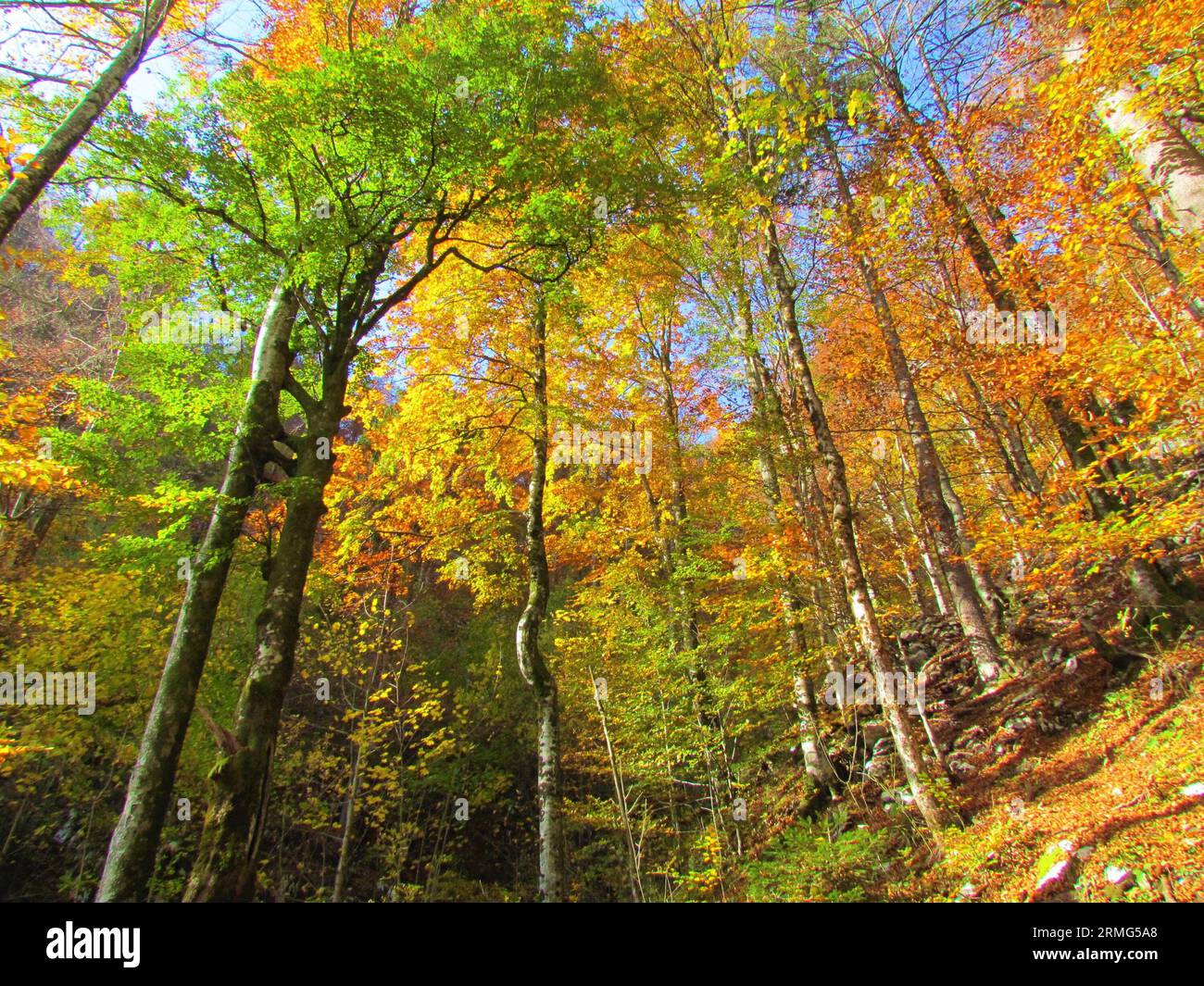 adventure, autumn, background, beautiful, beech, bright, color ...