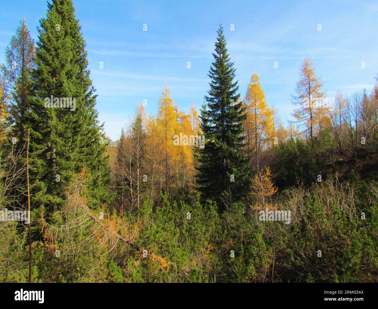 Spruce and autumn or fall golden colored larch trees with creeping pine ...