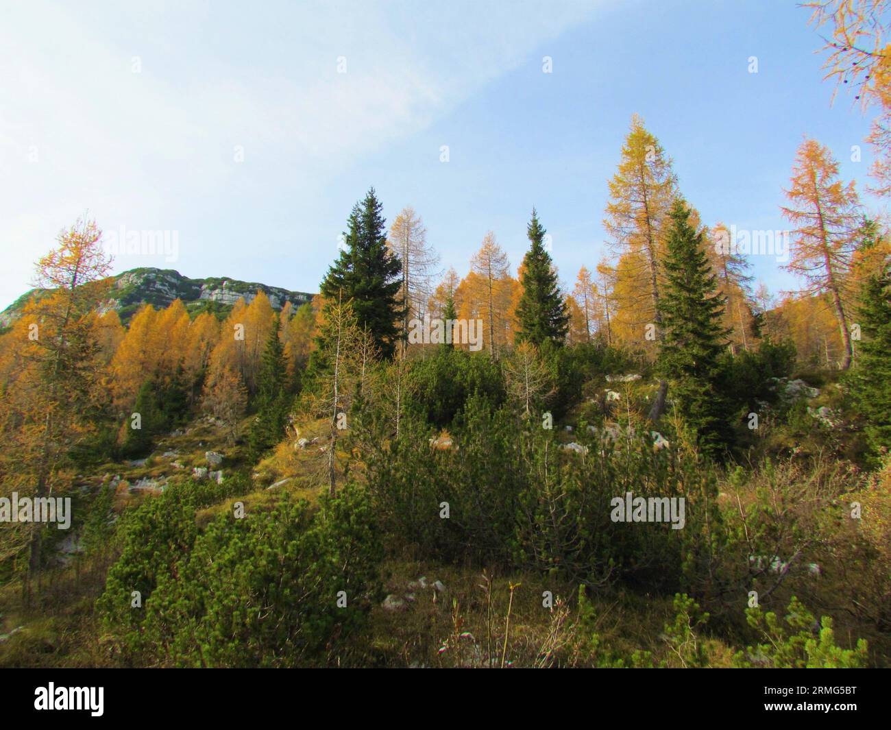 Creeping spruce hi-res stock photography and images - Alamy